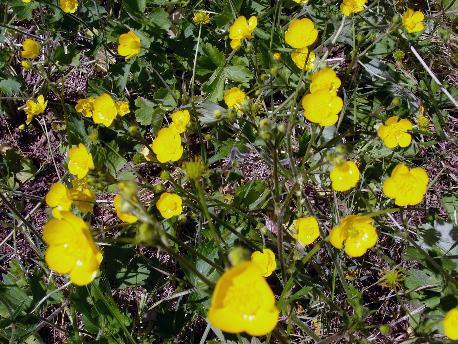 imatges de menorca: PLANTES DE MENORCA: Ranunculus macrophyllus Desf.