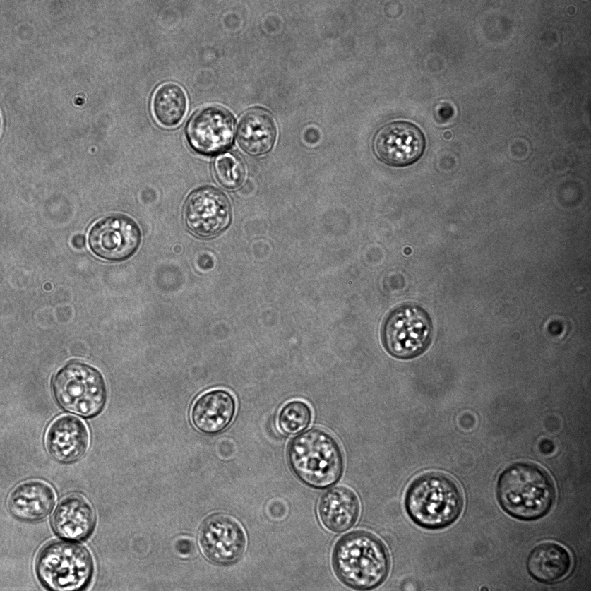 Saccharomyces Cerevisiae 40x
