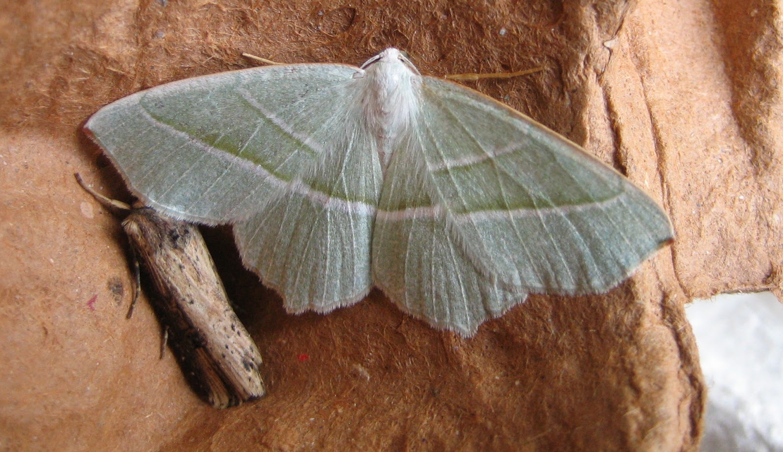 Martin's Moths: Cabbage patch