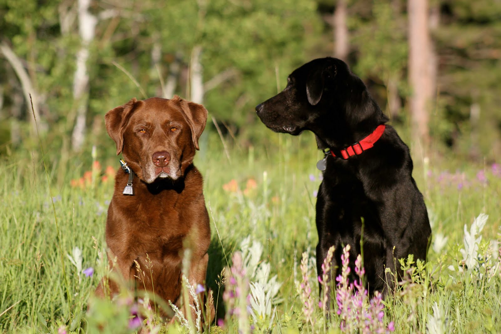 Romping and Rolling in the Rockies: The Brindle Lab