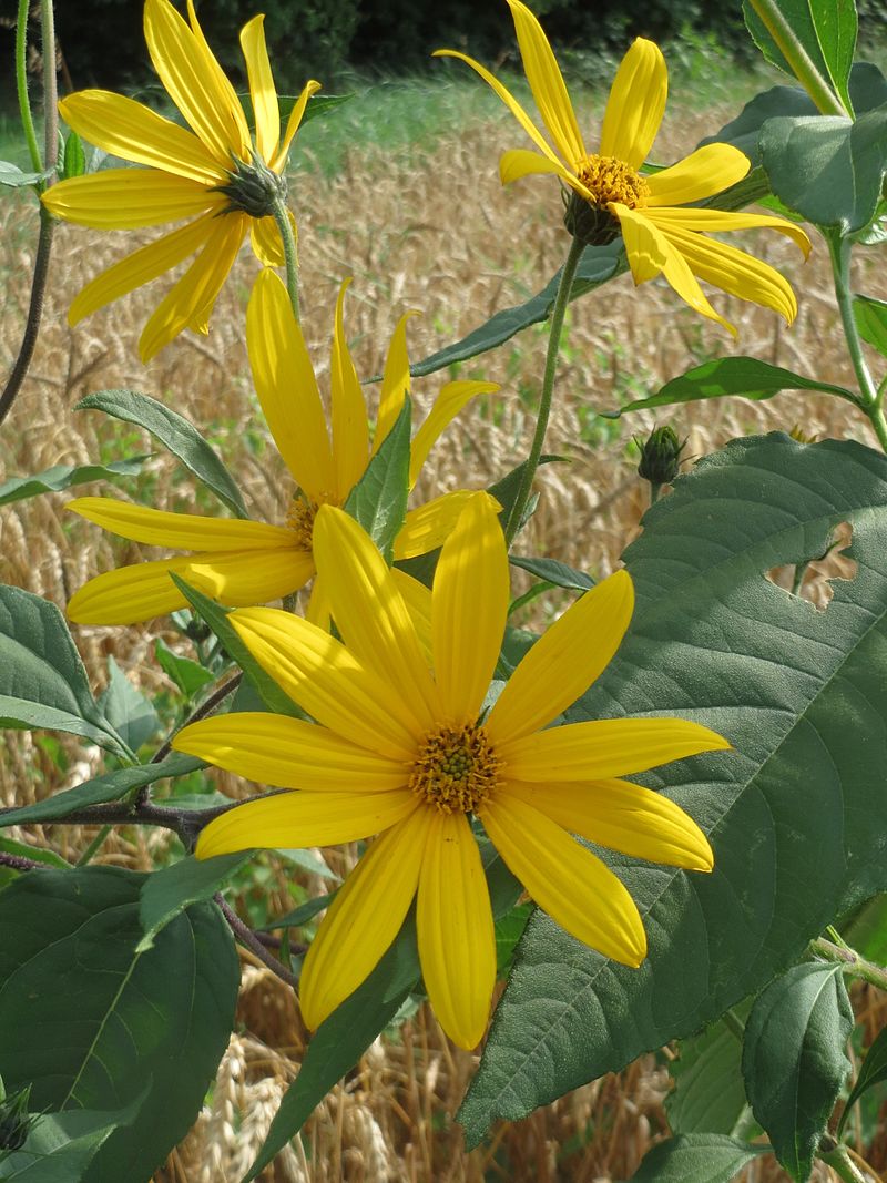 Breuillet Nature: Tout savoir sur le Topinambour (Helianthus tuberosus).