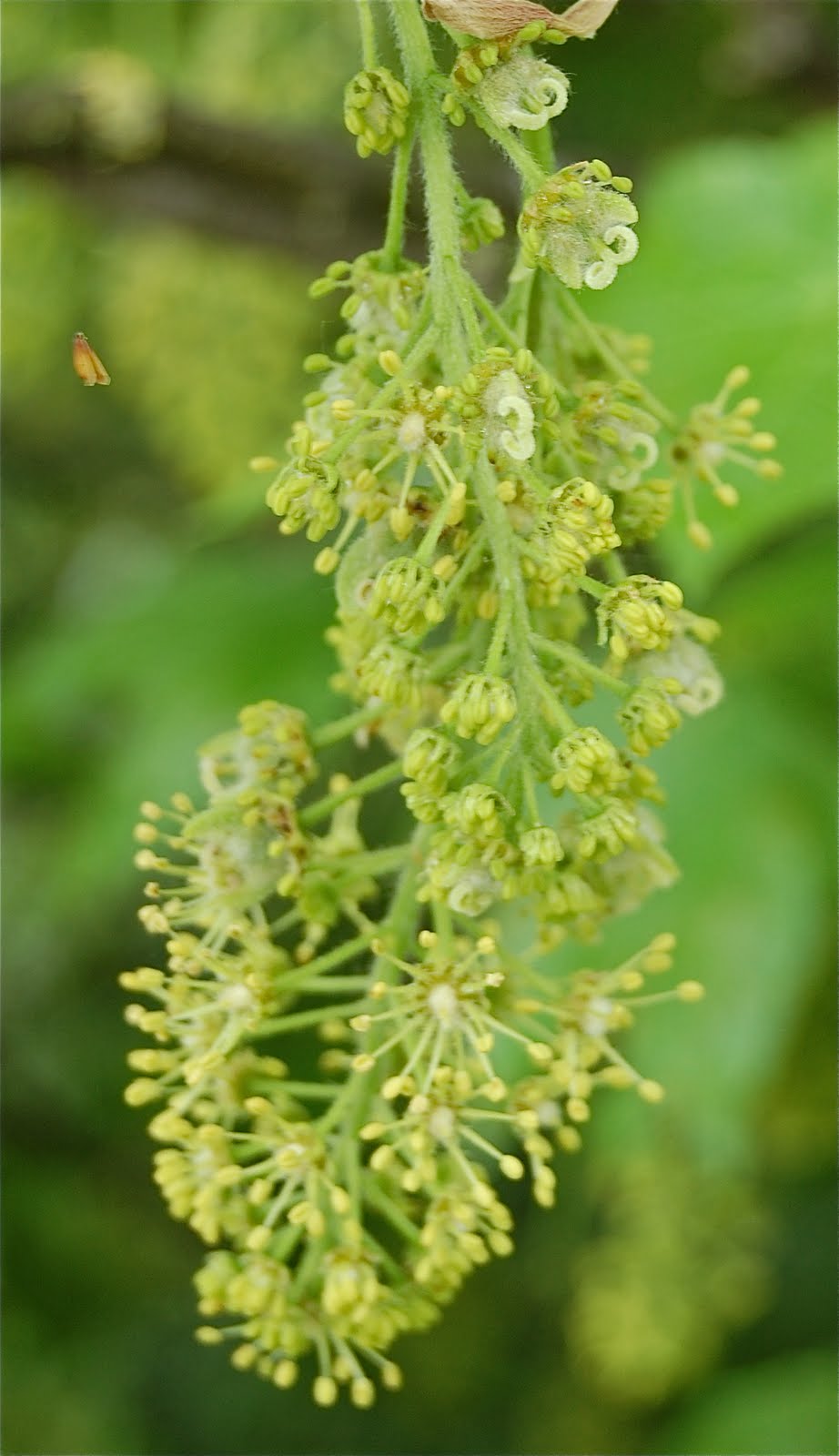 Spirit Whispers: Sycamore Flowers & Seeds