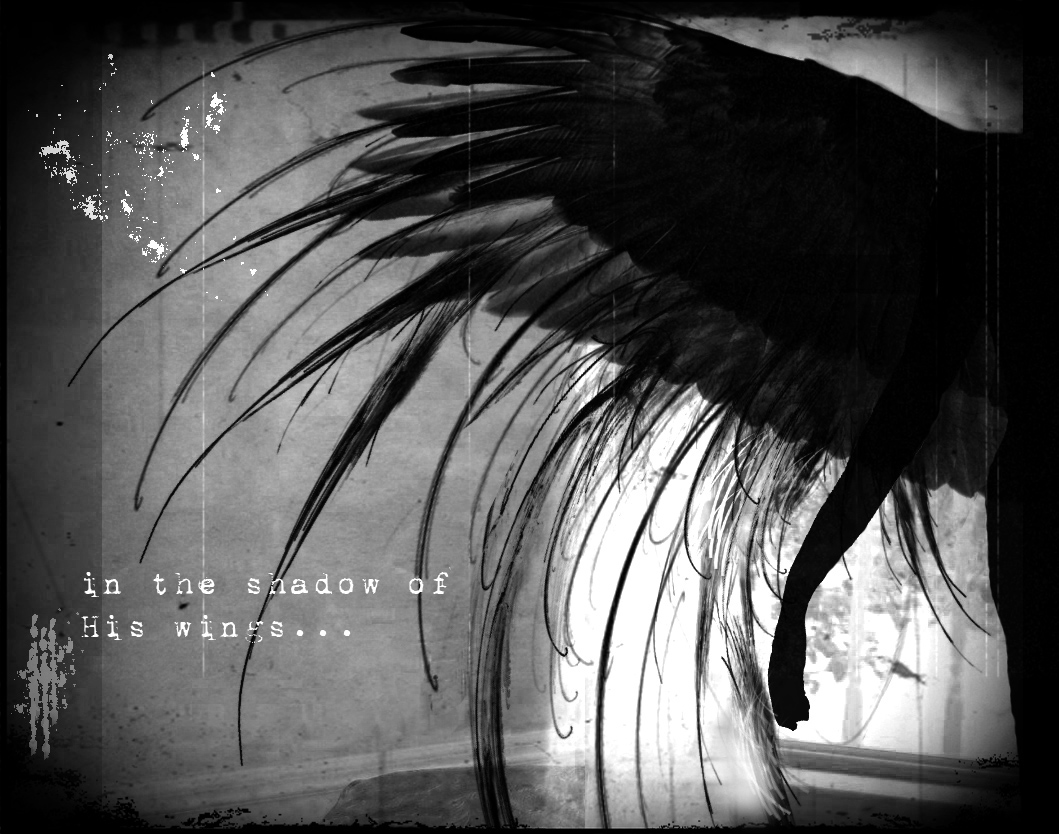 12Tribes: 7 things you find in "The Shadow of His Wings"