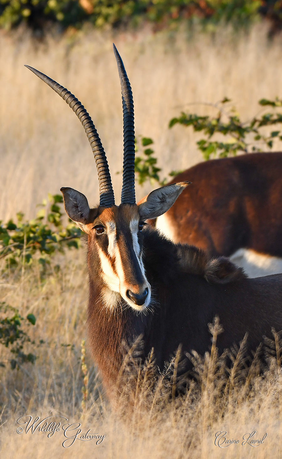 WILDLIFE GATEWAY: Voyage au Botswana