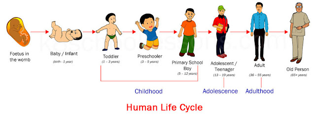Stages Of Human Life Cycle For Kids