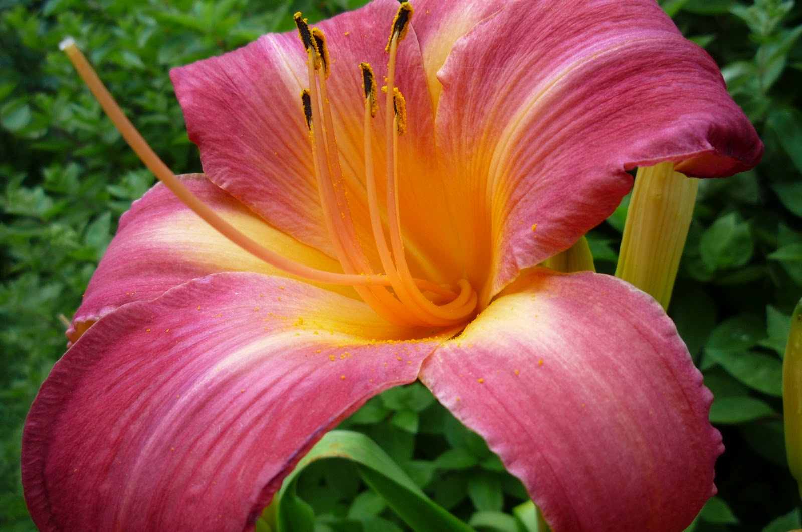 Vermont backyard flowers, and critters in July. South Burlington ...