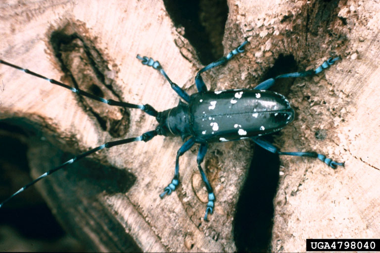 North East Pennsylvania Forests: Asian Longhorned Beetle in Ohio