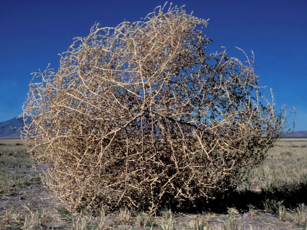 Day By Day: Tumbleweeds