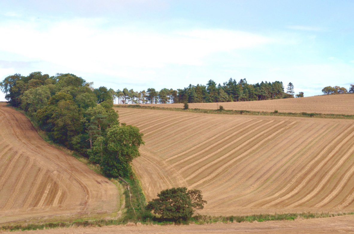 North Fife: Brunton and Luthrie Fields North Fife