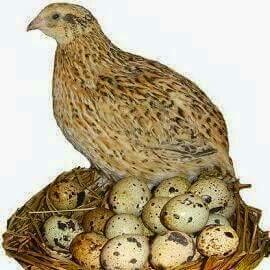 Faida za Ufugaji: Kware anaweza kuokoa maisha, kumaliza umasikini ...