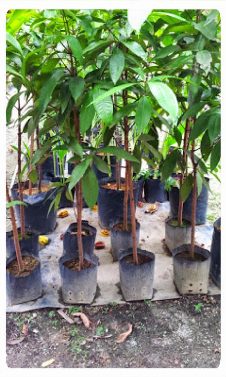 Cita Tani Nursery (NS0154959-D): Benih Jambu Susu