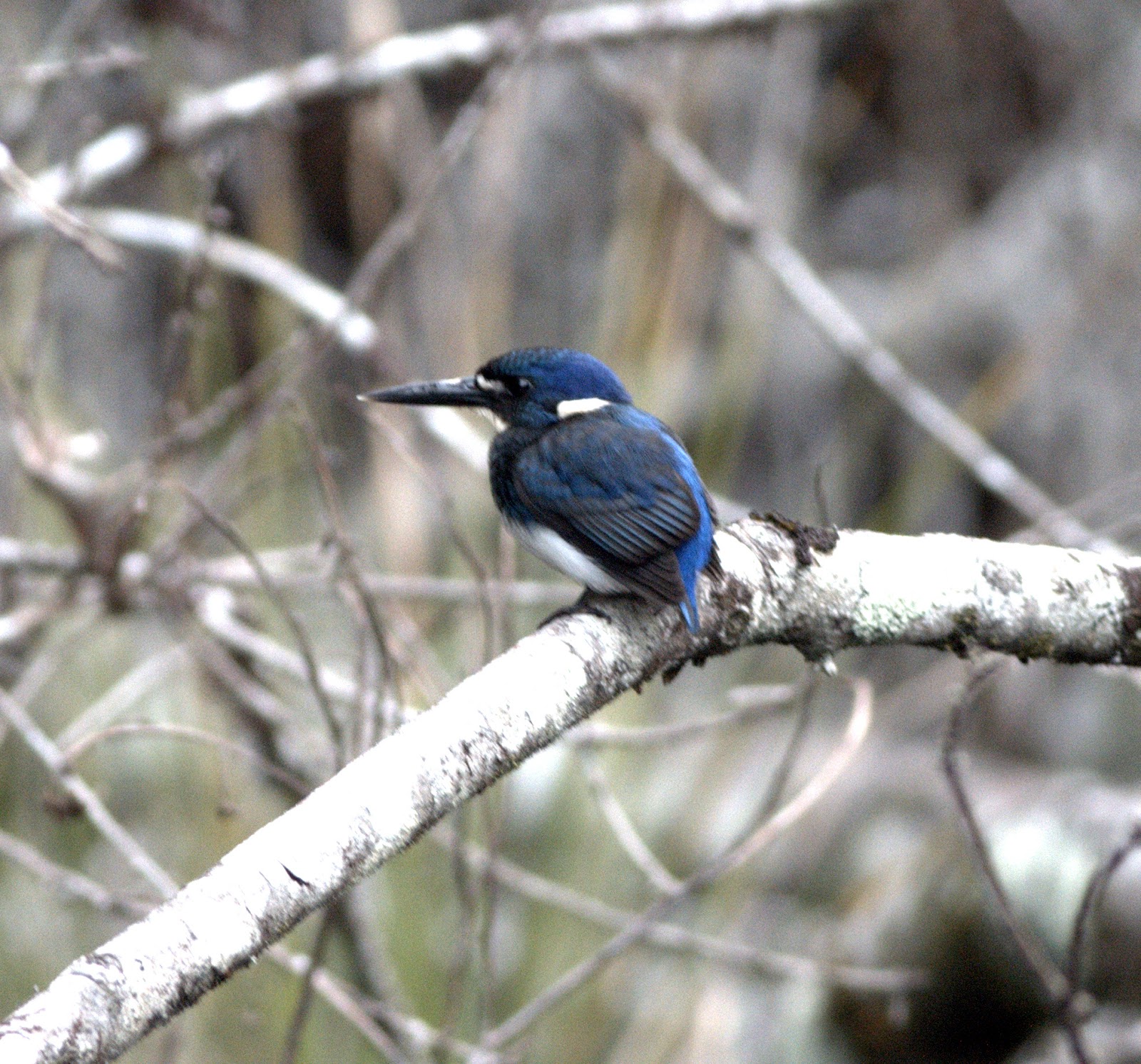 sunshinecoastbirds: Queensland Road Trip 3: Golden Bowerbird & Little ...
