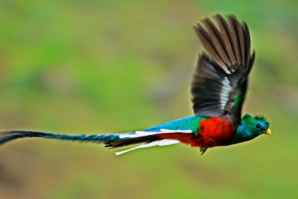 QUETZAL photos - wallpapers (ανανεωμένο) | the fun bank