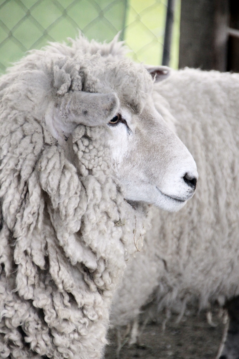 Ford Family Photos: Waiting Sheep - Walter Peak Sheep Station ...