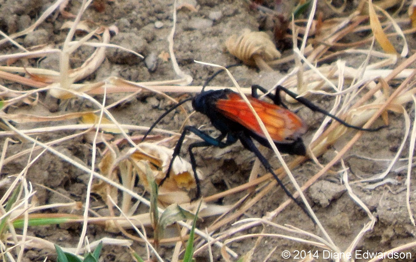 Corralitas Red Car Property: Red Car Property: Tarantula Hawk - Another ...