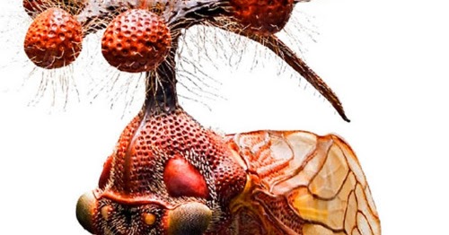 Beetle Boy's BioBlog: Incredible Invertebrates #03: The insect with the ...
