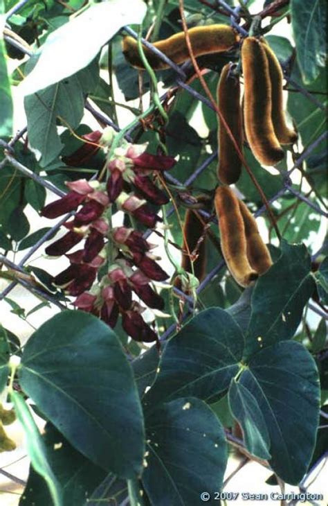 SHYAM ACHARIA'S BLOG: REMEMBERING SOME PLANTS OF CHILDHOOD DAYS-PART-II