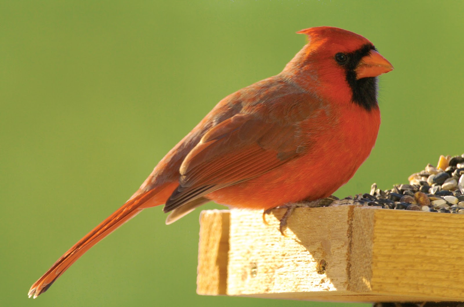 The Attractive Northern Cardinals birds