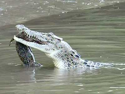 Nothing To Do With Arbroath: Cannibal crocodile spotted eating smaller croc