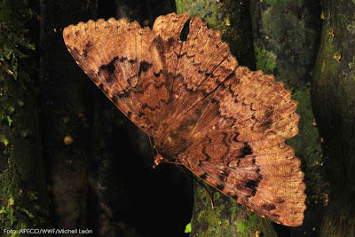 Turismo y Cultura Amazónica: Nuevo plan maestro Parque Nacional Alto Purus