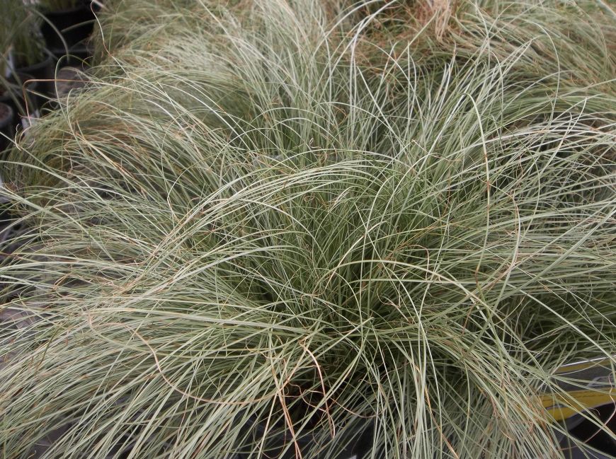 Future Plants by Randy Stewart: Carex - Ornamental Sedge