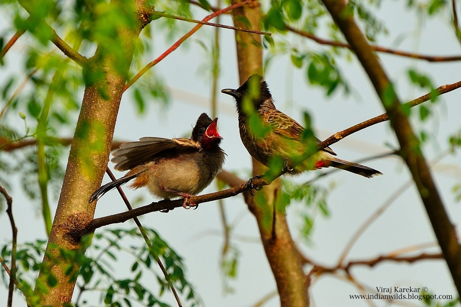 Viraj Karekar's Nature and Wildlife Photography: The Birds of Bharuch ...