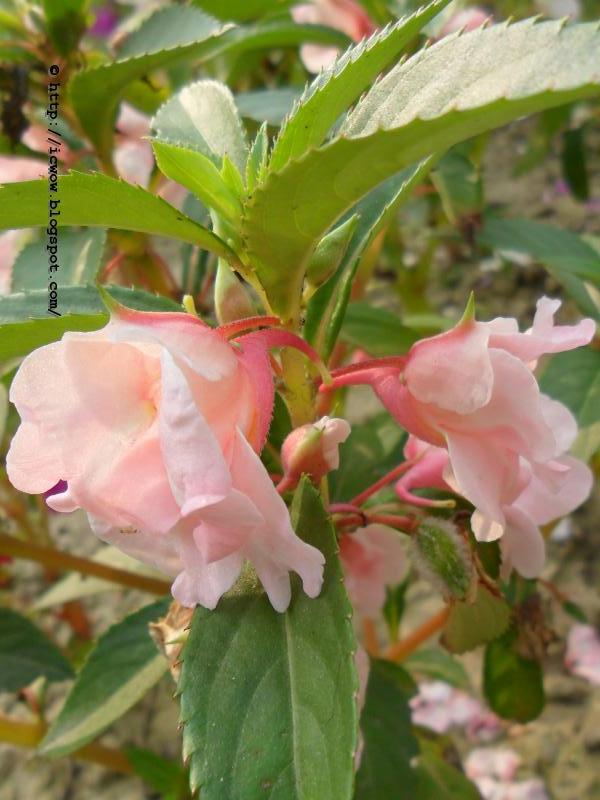 Rose balsam - Impatiens balsamina