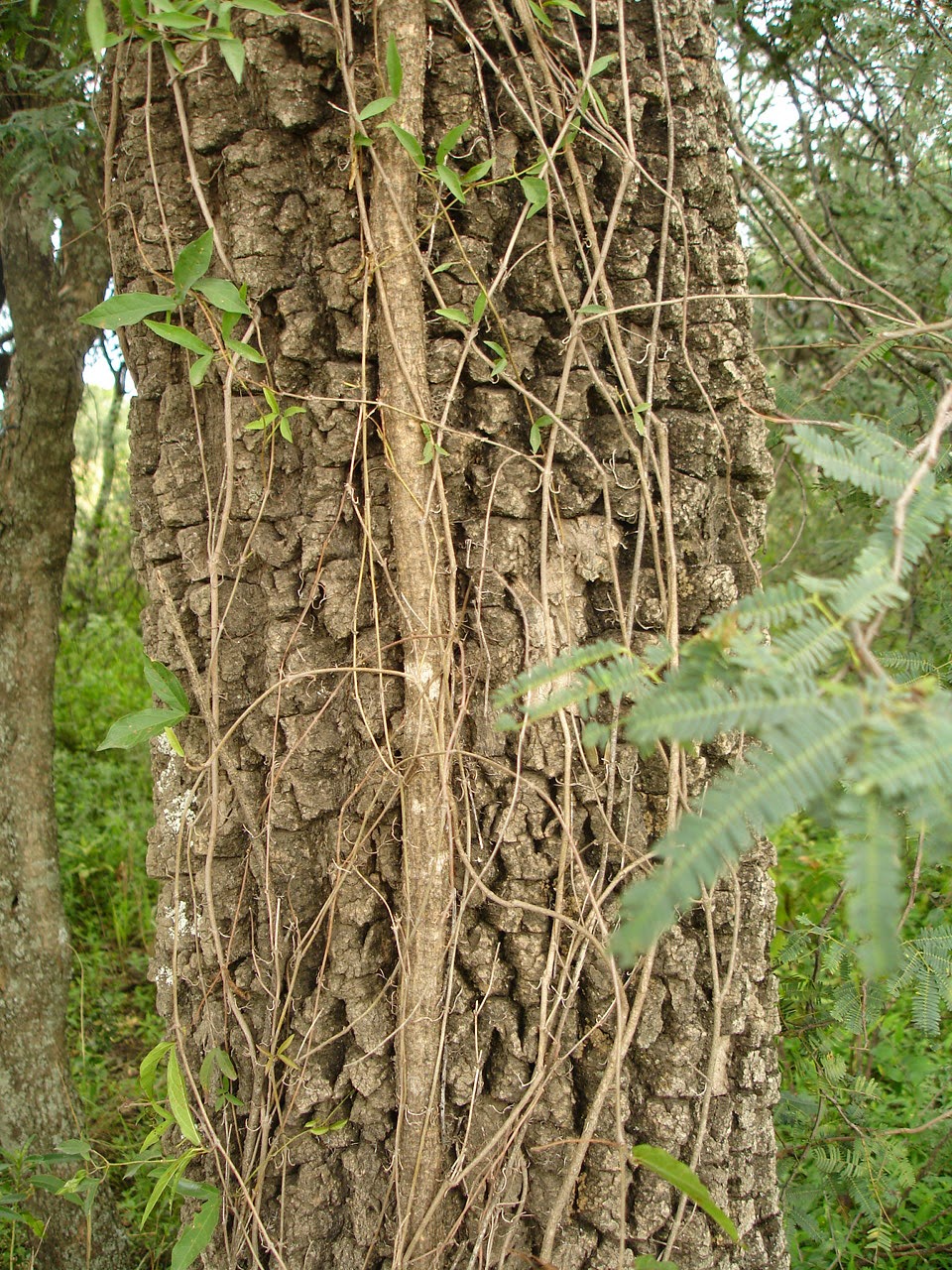 PLANTAS MEDICINALES A TU SALUD: QUEBRACHO BLANCO