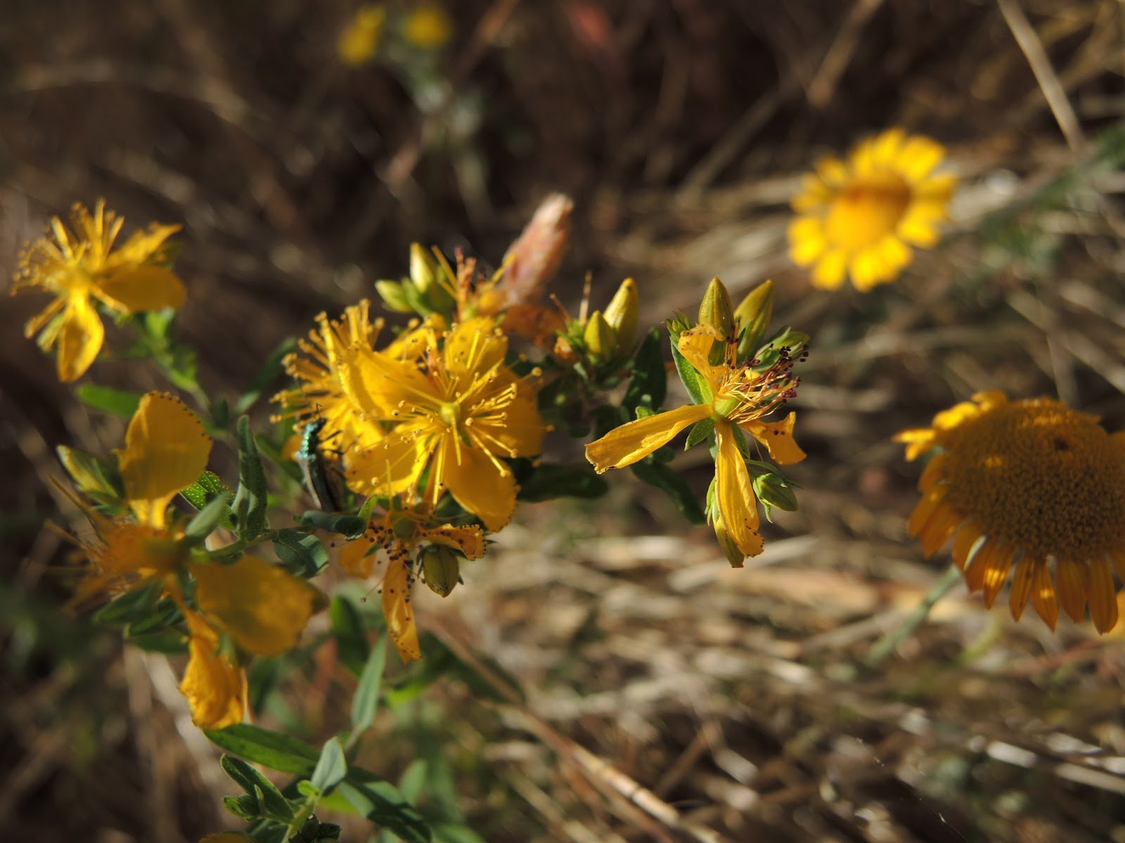 IPERICO: LEGGENDE E MITO - Erbe Aromatiche Officinali