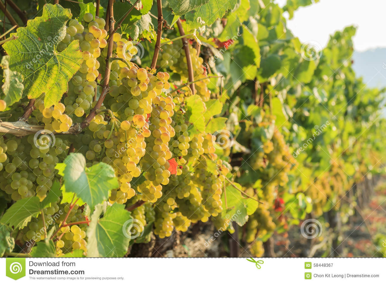 GRAPES FARM - E-FARMER