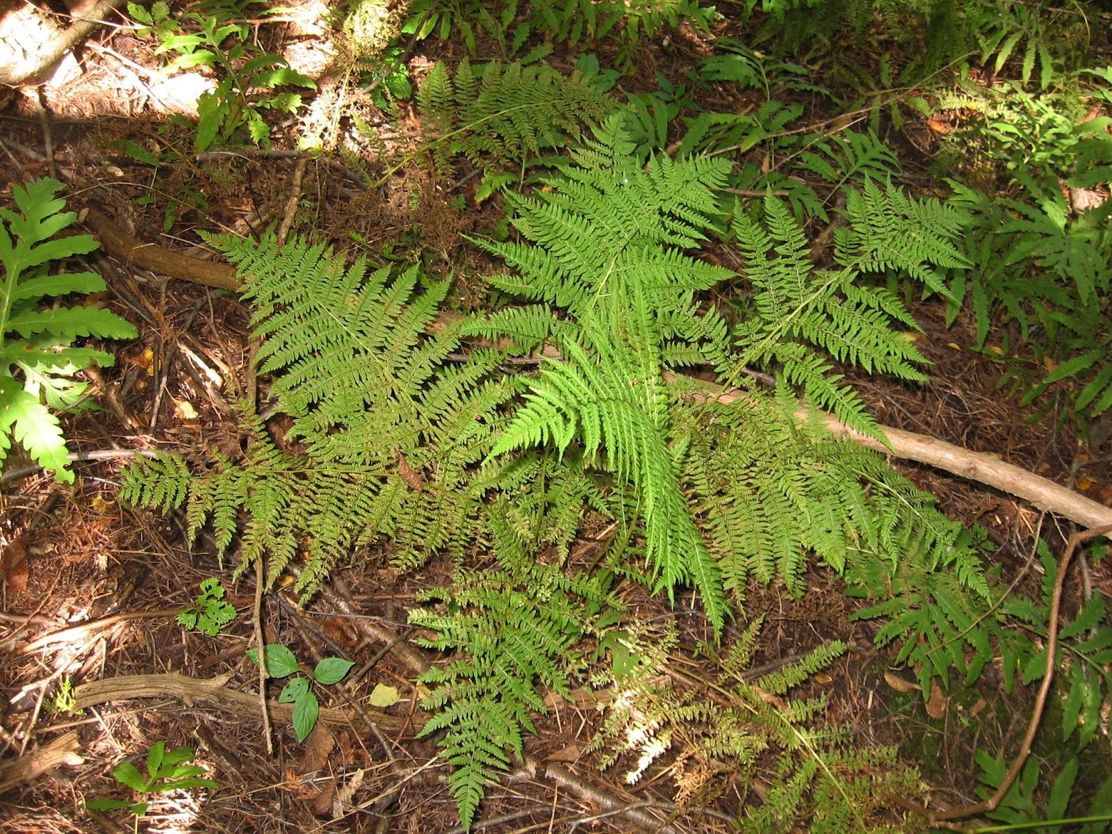 Tangled Web: Northern Lady Fern (Athyrium filix-femina)