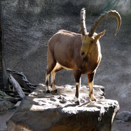 Vampiro Erudito: Íbice