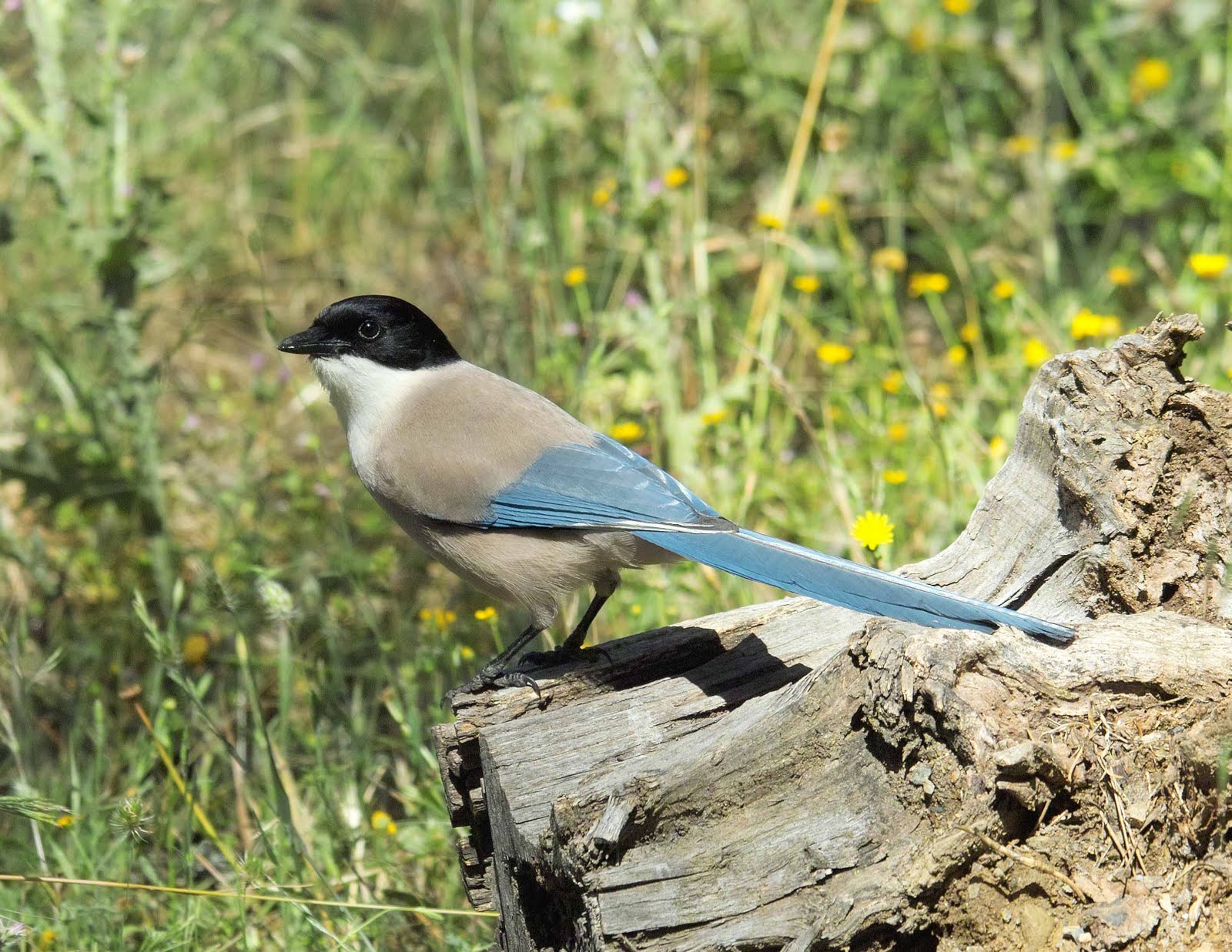 Derek Bird Brain: Continuing in Spain