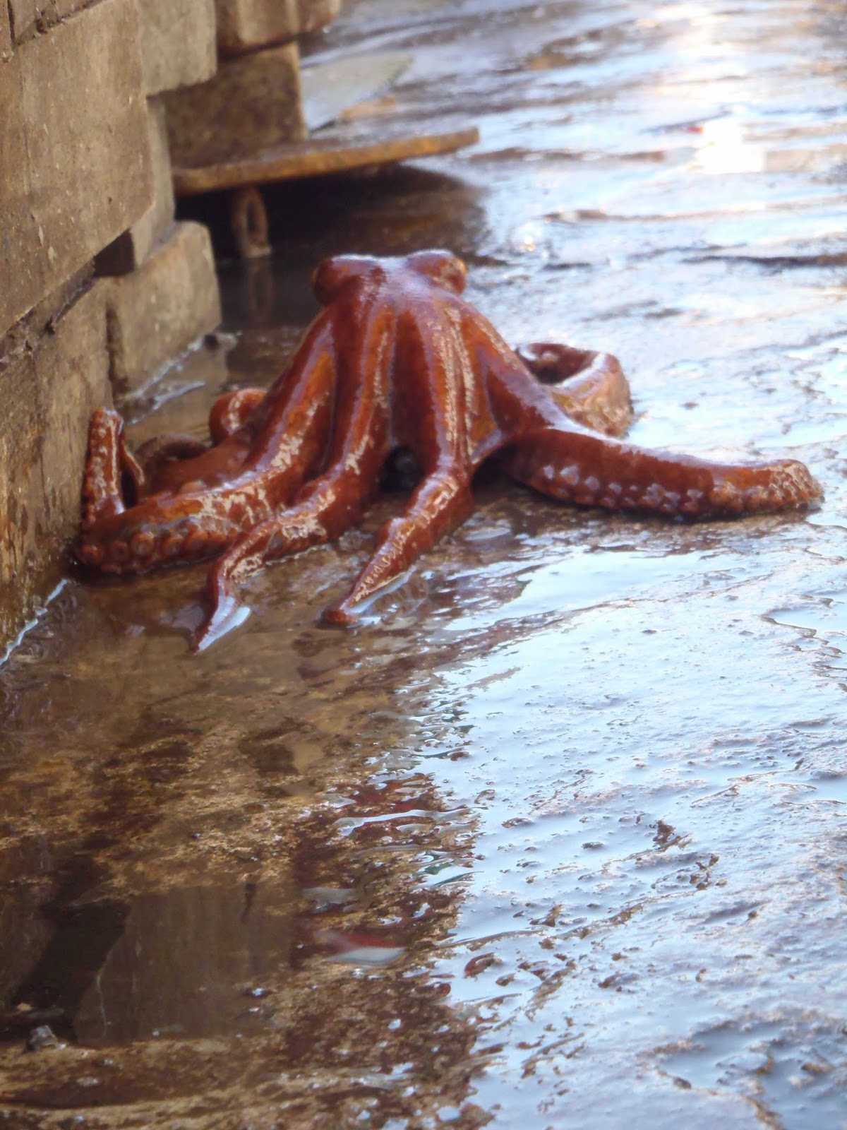 Oblong Travel: Anything from the sea - Busan fish market