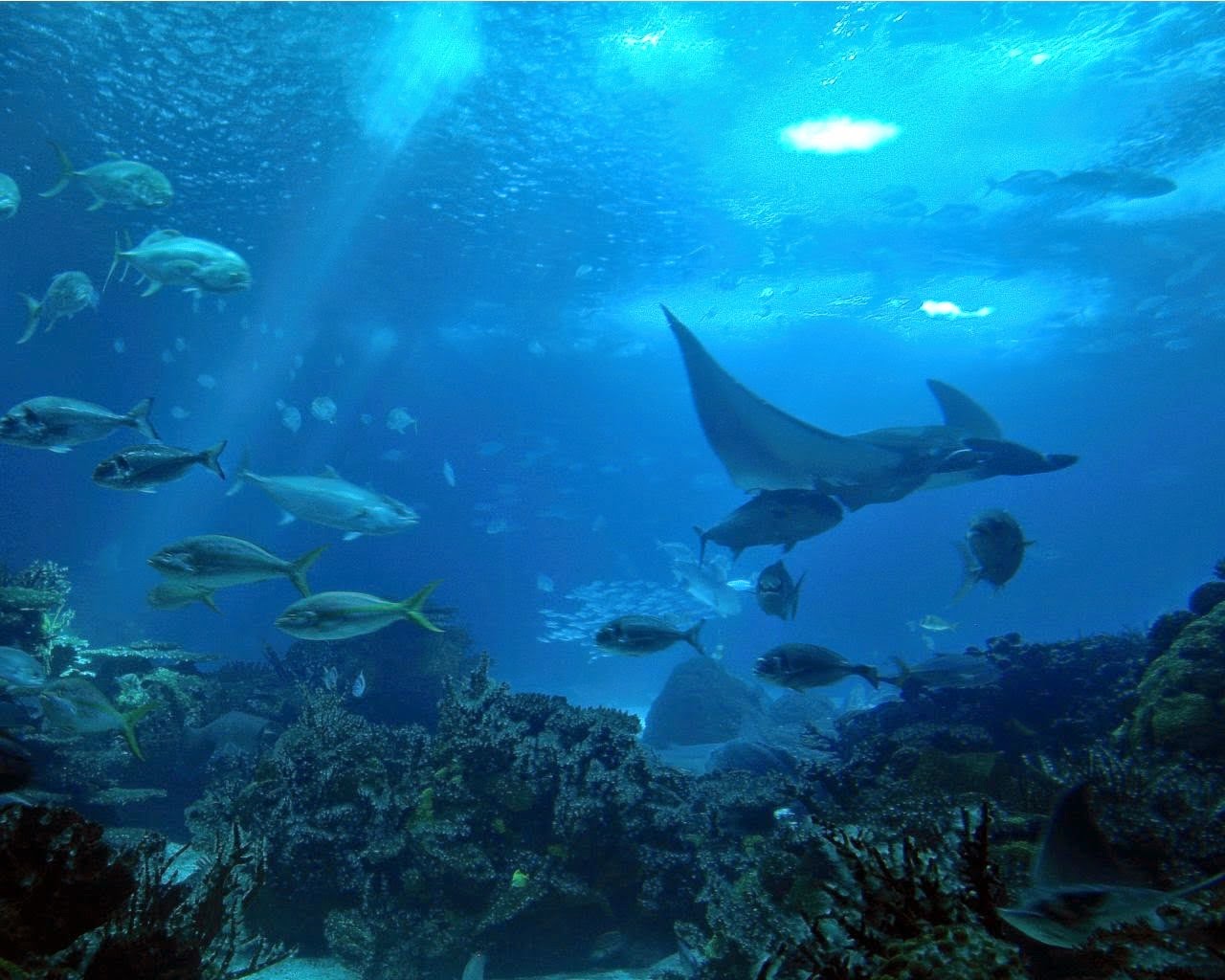 Los Animales Marinos