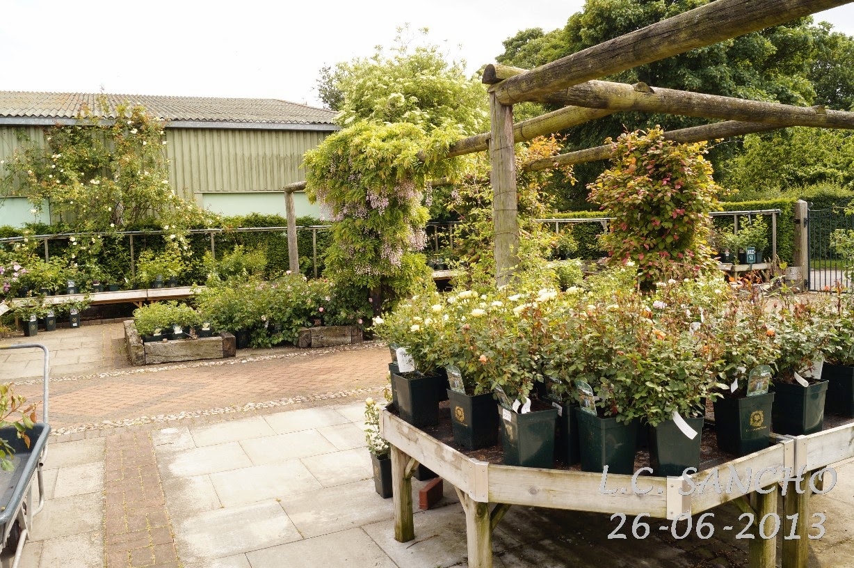 El jardín de la alegría : David Austin Roses Garden en Albrighton ...