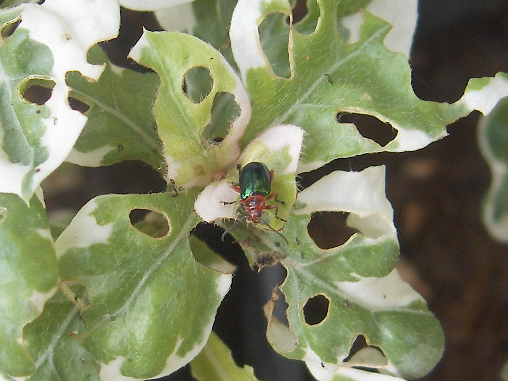 PLAGAS: COMO FUNCIONA EL MANEJO INTEGRADO DE PLAGAS