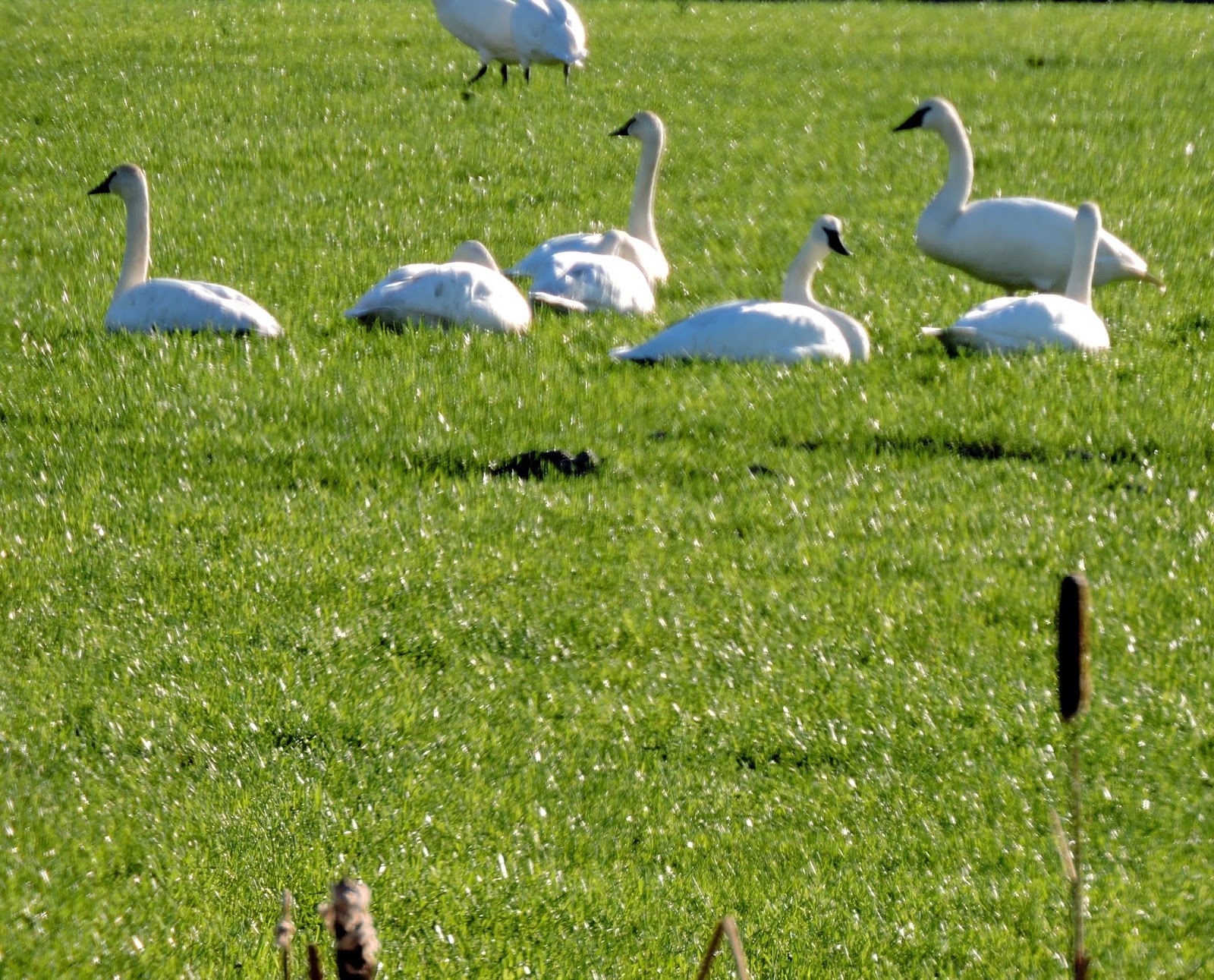 Scene Through My Eyes: Trumpeter Swans