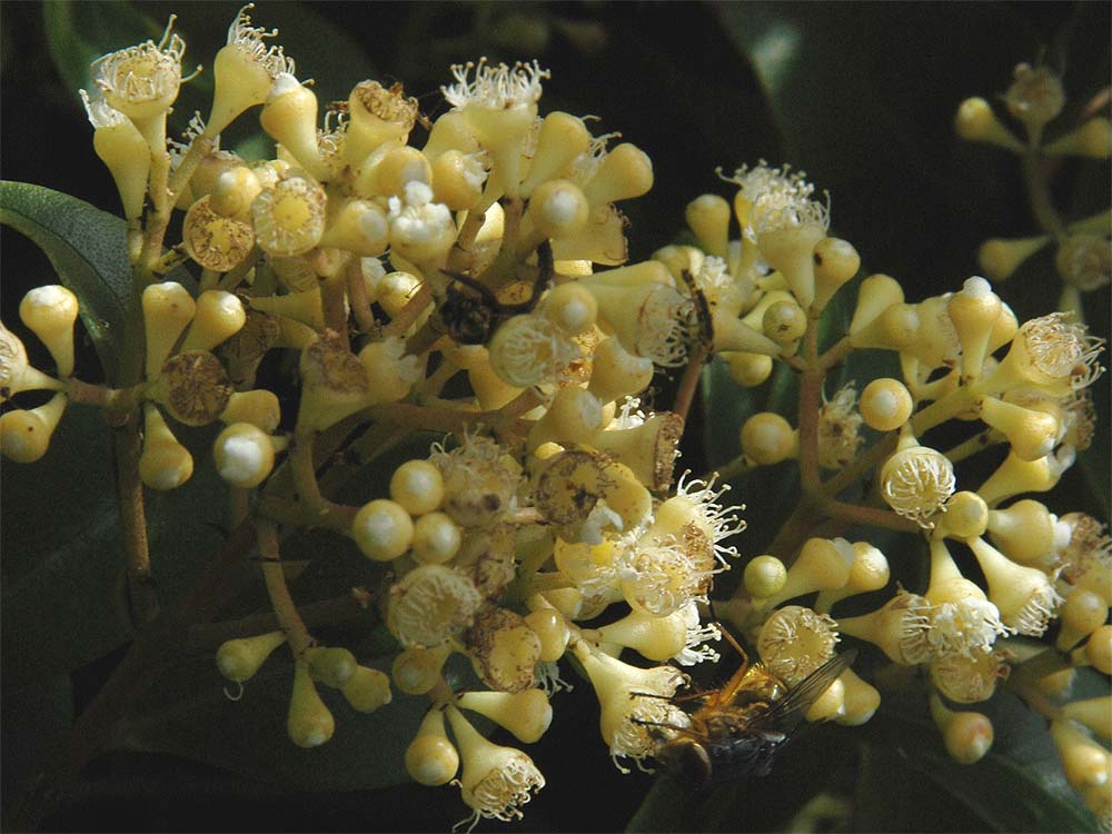 The Nature of Robertson: Some native plants of Mt Murray