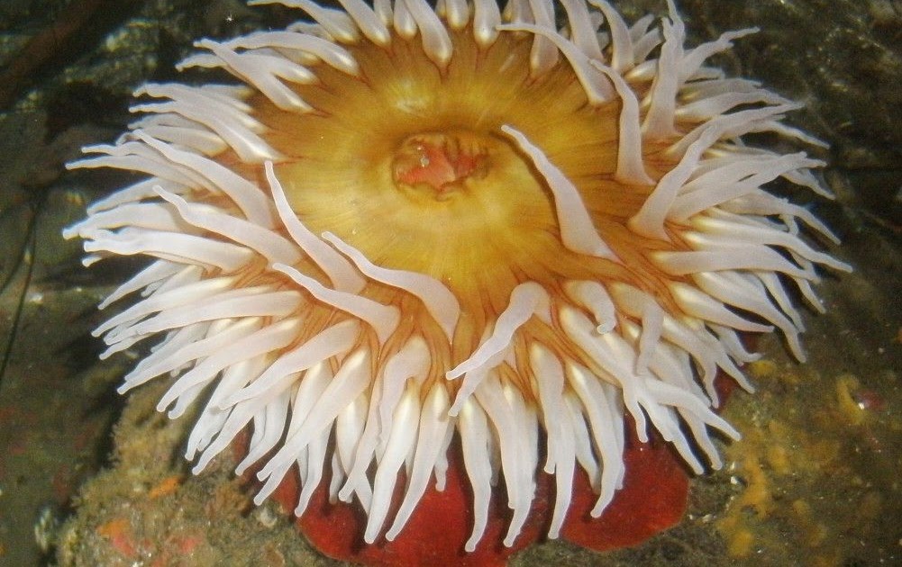 Real Monstrosities: Sea Anemone