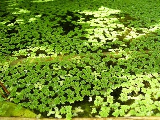 Estágio no Sítio dos Herdeiros: Cultivo de Azolla como alimento para o ...