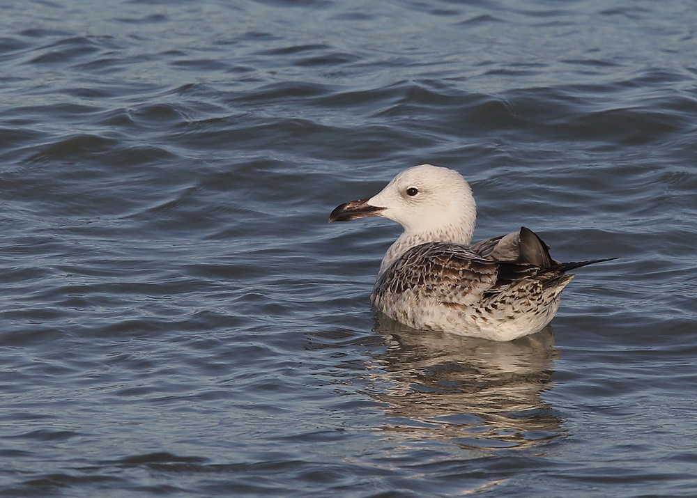 Richard Smith - Birdwatching Days Out: CASPIAN GULL, 1st & 2nd winter ...