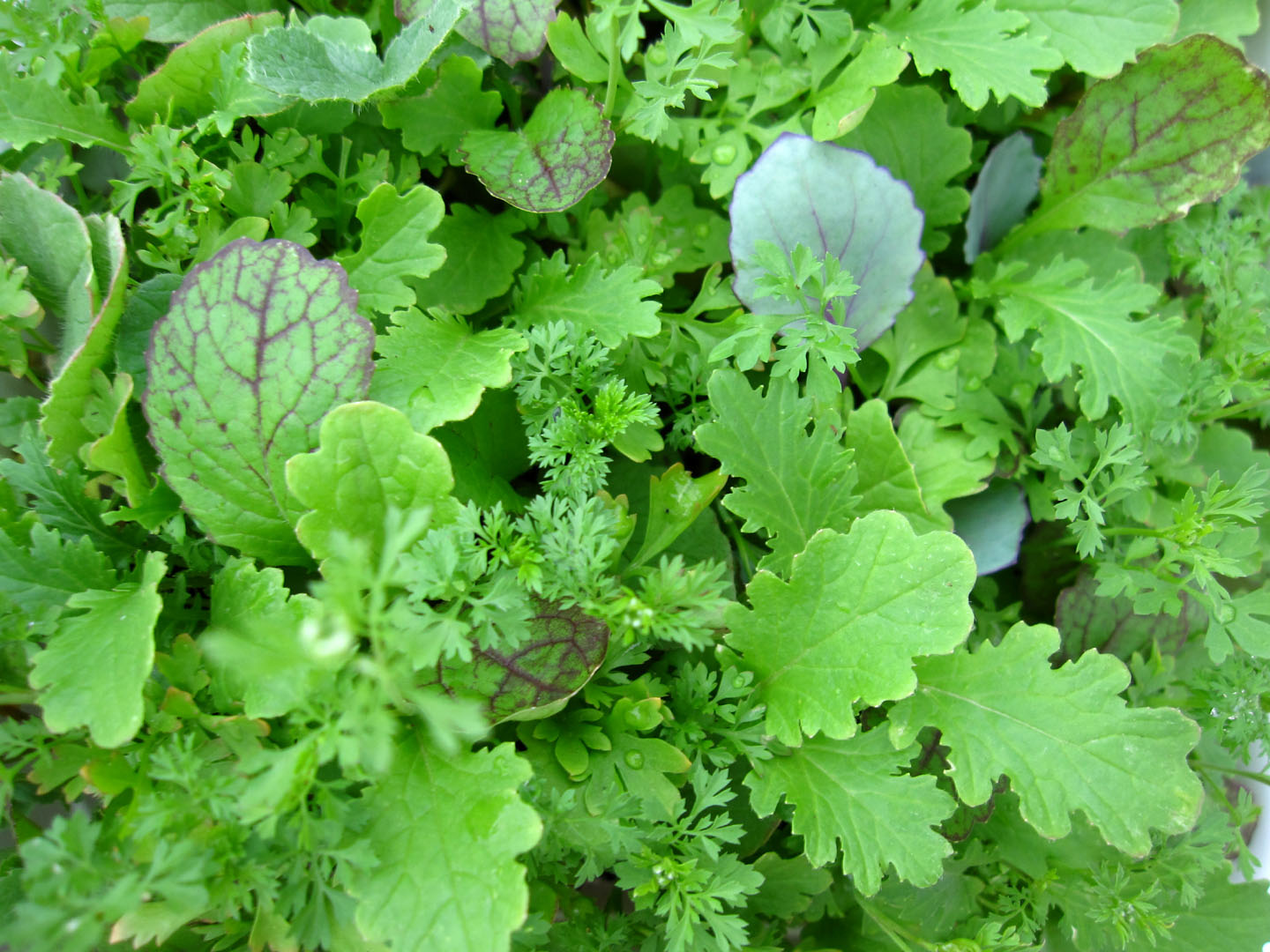 66 Square Feet Plus Mesclun A Short Word For Lots Of Leaves 66-square-feet-plus-mesclun-a-short-word-for-lots-of-leaves