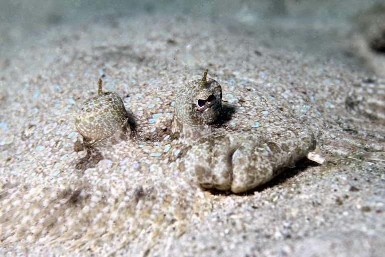 Joe Quinn Images: Curacao: Life on the Blue Edge