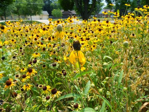 The Valley Prairie Project