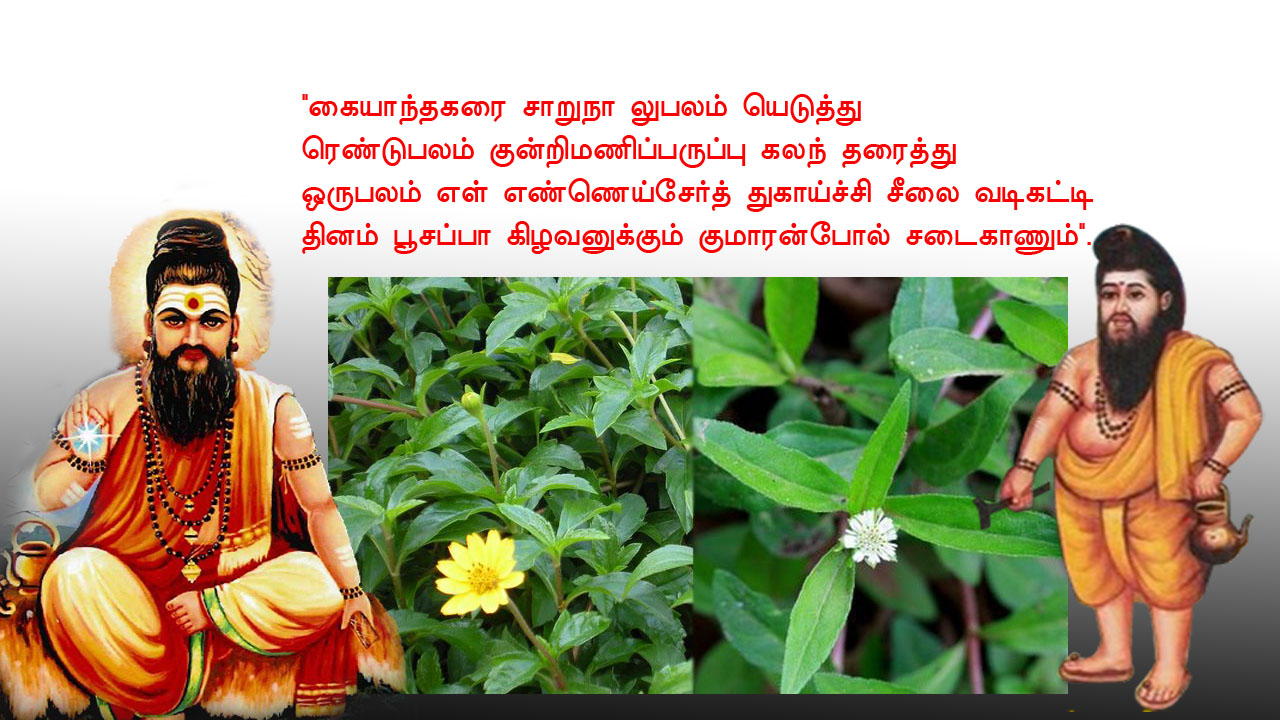 தலைமுடி வளர அகத்திய சித்தர் கூறிய பாடல் விளக்கம் | முடி வளர சித்தர்கள் ...