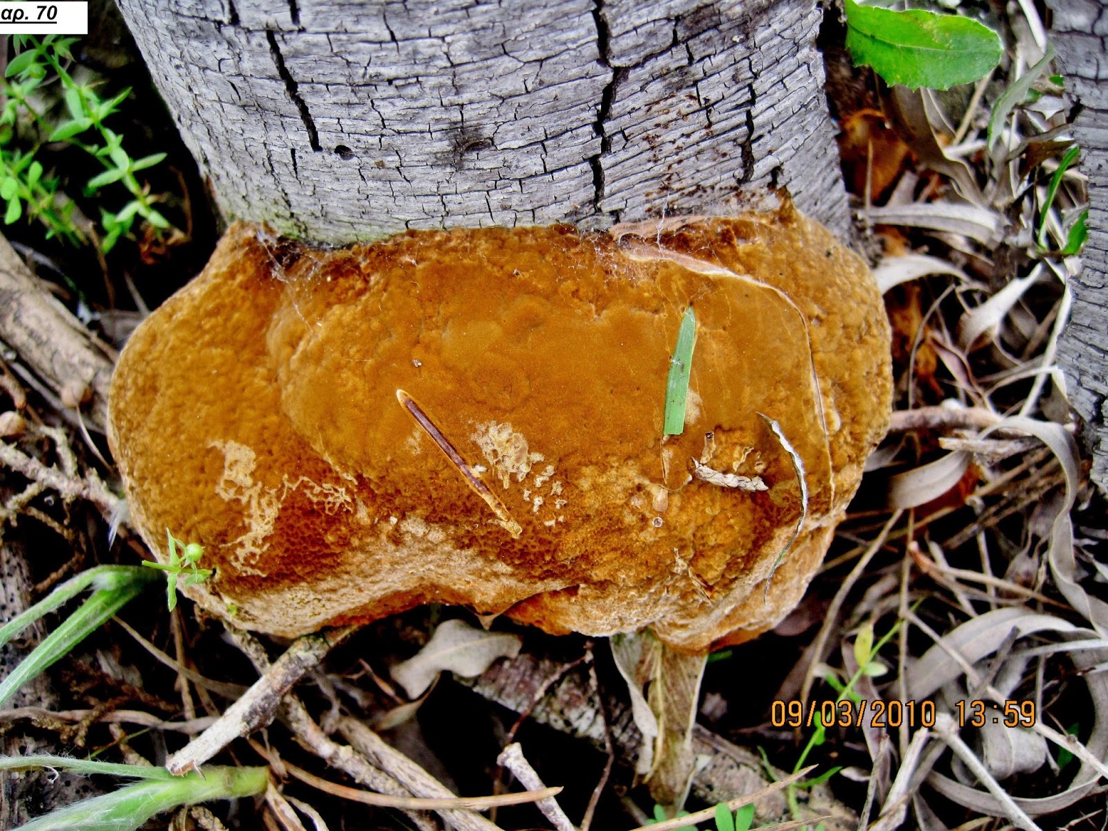 Biodiversity of Cyprus by NGO Protection of the Natural Heritage and ...