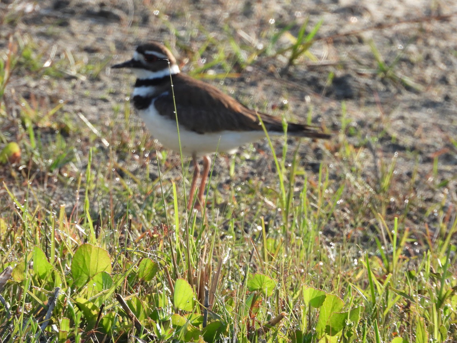 Bird & Travel Photos, Birding Sites, Bird Information: ADULT KILLDEER ...