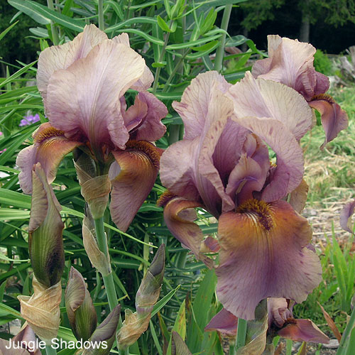 World of Irises: Iris Classics: 'Jungle Shadows'