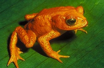 Golden toads of the mountain cloud forest | Facts About All